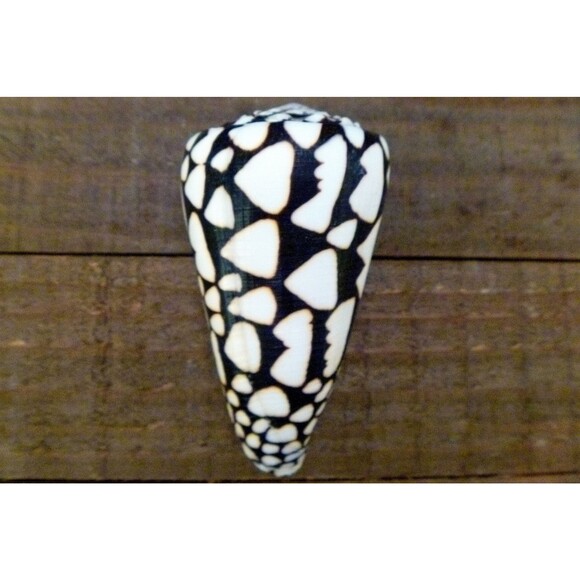 Accents | Marbled Cone Snail Shell 3 X 15 Beach Ocean Nautical Wedding ...